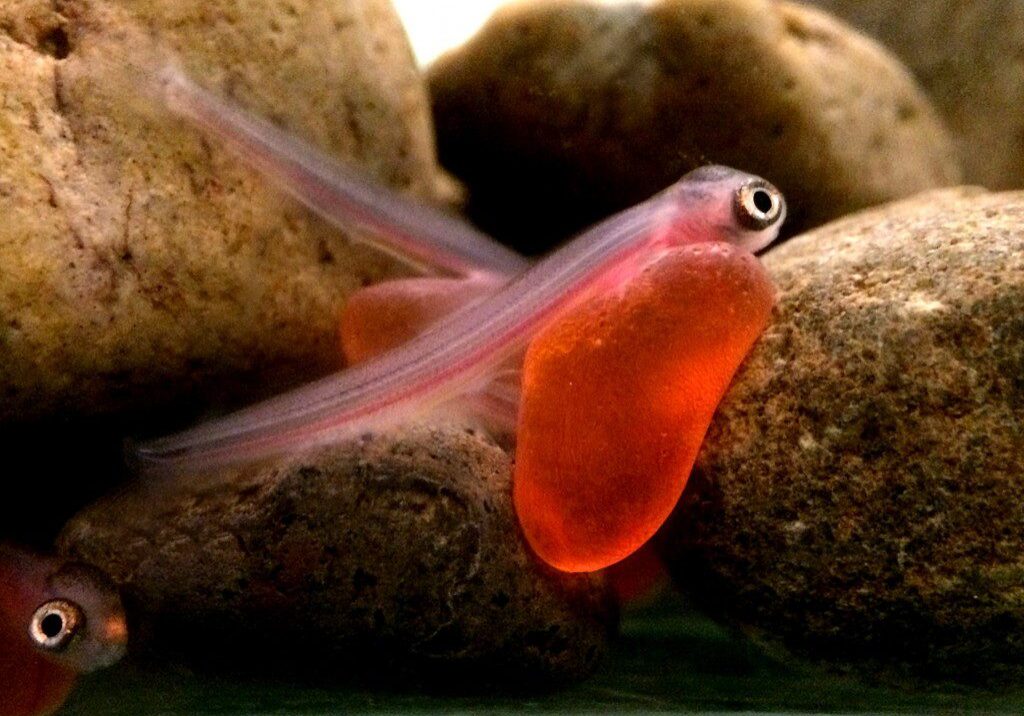 Salmon Program – Laura Ingalls Wilder PTSA